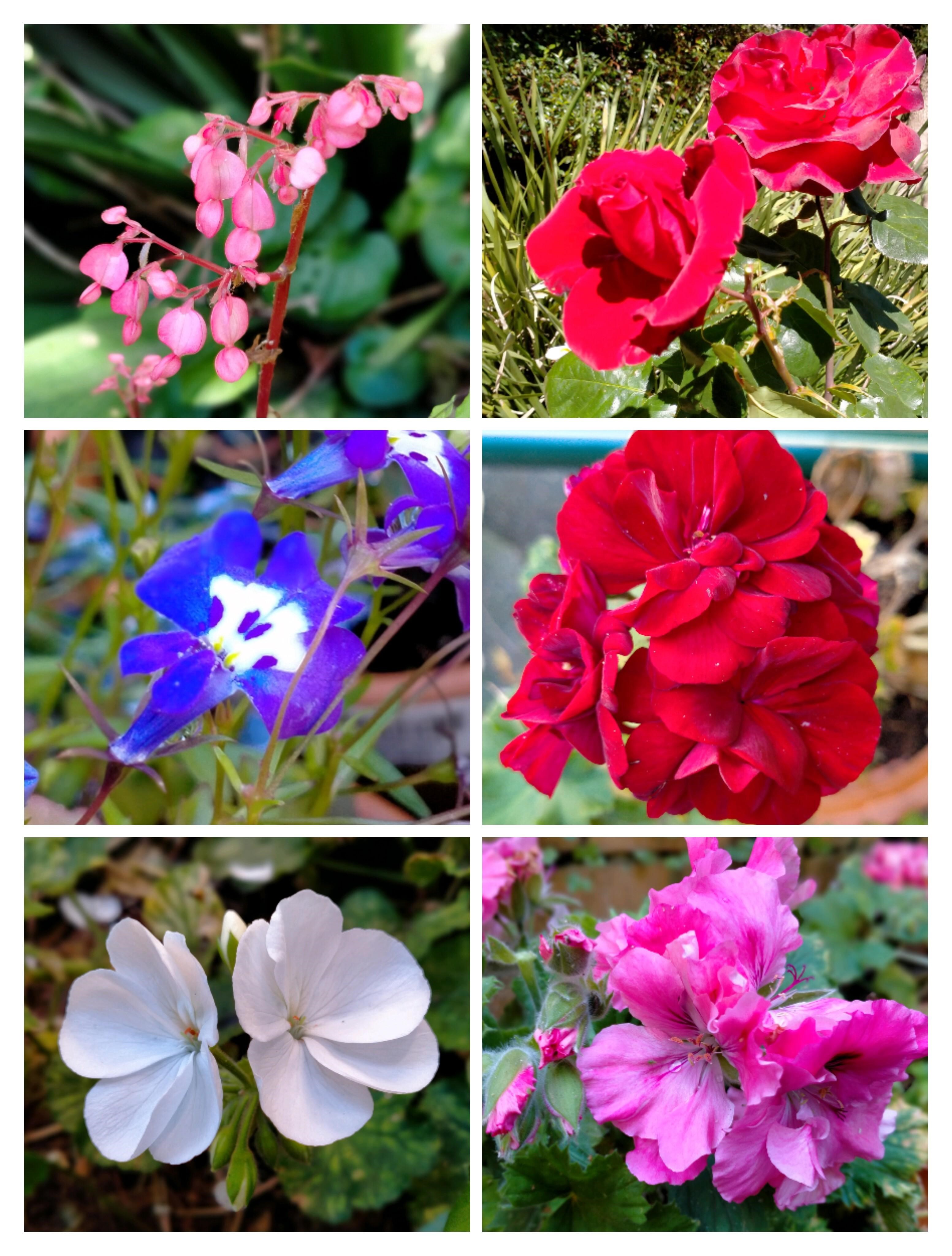 Flowers from our garden – Ryder-Cheshire Ivanhoe Homes